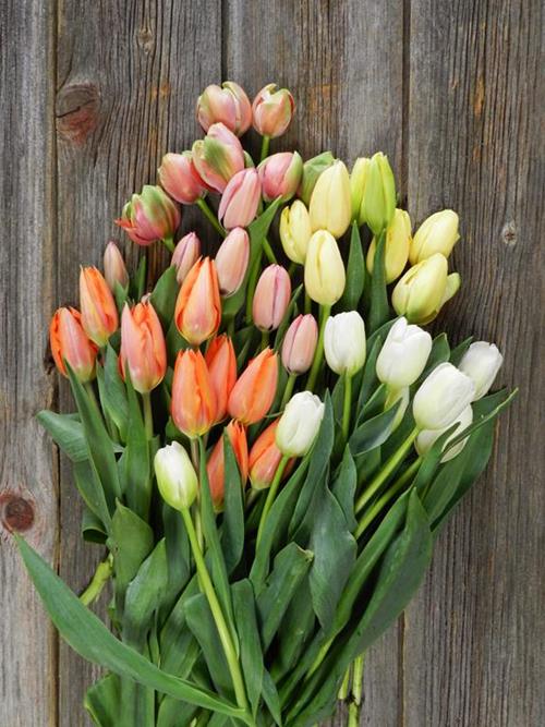 Wholesale 10 Stem Bunches Assorted Tulips Delivered Online | FlowerFarm